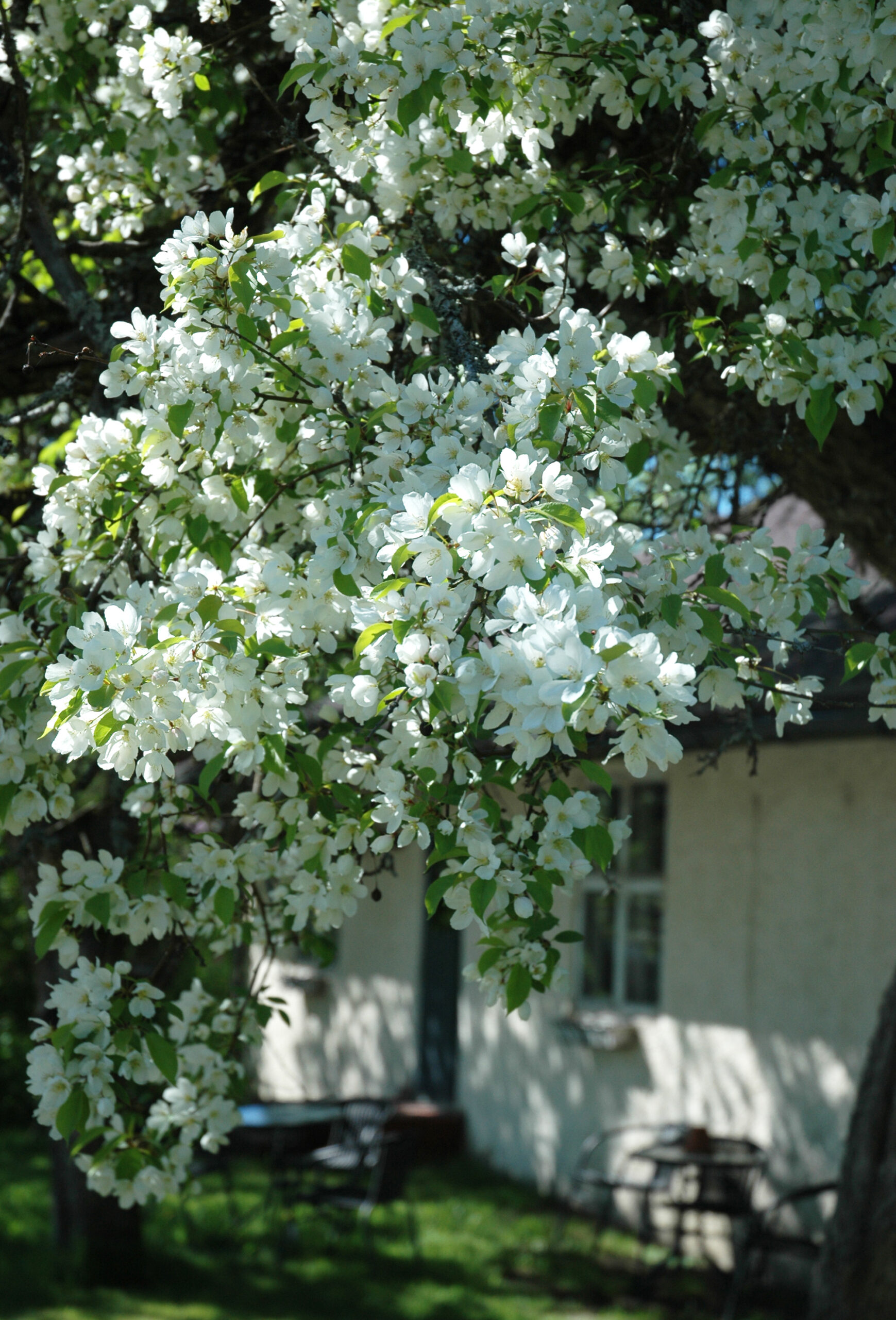 Masuunin Majatalo – Teijon Masuuni
